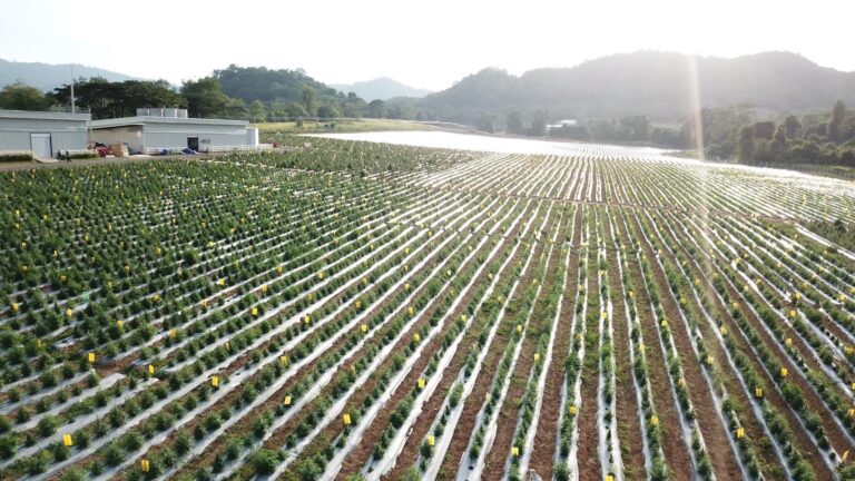 Diip ผลิตภัณฑ์ CBD เพื่อสุขภาพ กับโลกที่เต็มไปด้วยความเครียดส่งปัญหาถึง ...